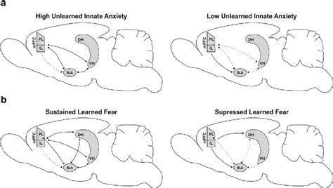 Theta Oscillations In The Hippocampus Basolateral Amygdalamedial Download Scientific Diagram