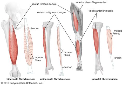 Leg Muscle Diagram Quadriceps Femoris Muscle Anatomy Britannica Porn Sex Picture