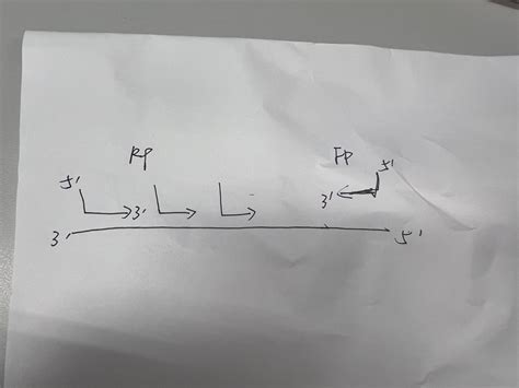 What Would Happen If I Perform A Pcr Amplification On One Dna Template