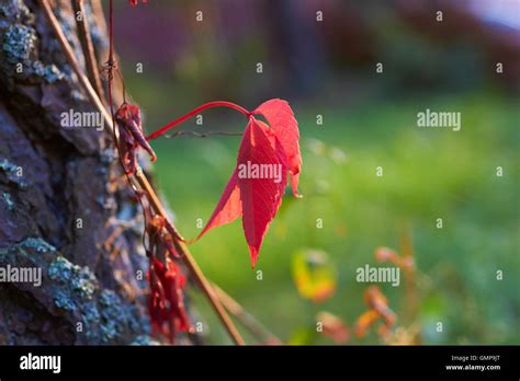 Red Leaves On A Tree Stock Photo Alamy
