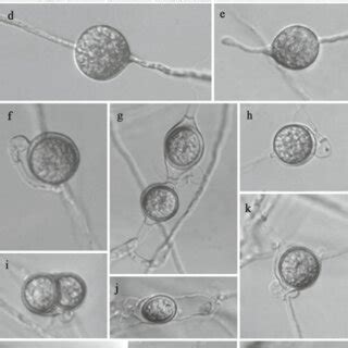 Phylogenetic Position Of Pythium Apinafurcum Isolates Among Pythium Download Scientific Diagram