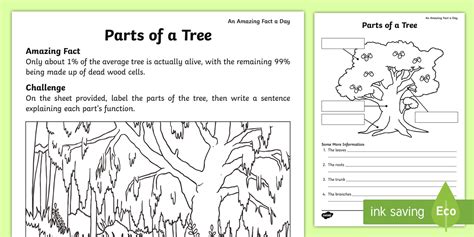 Editable Parts Of A Tree Identify And Explain Worksheet