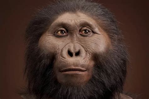 Australopithecus Africanus Reconstruction