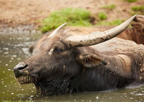 Water Python Our Animals Oakvale Wildlife