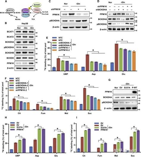 If9995 Cell Reports 代谢重编程：破坏谷氨酰胺成瘾，支链氨基酸分解代谢维持肝癌进展 知乎