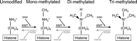 Methylation Of Histone Lysine Residues A Schematic Representation Download Scientific Diagram