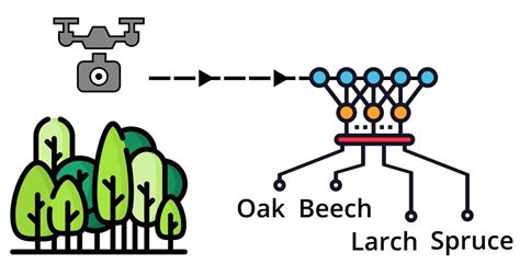 Remote Sensing Free Full Text Cnn Based Tree Species Classification