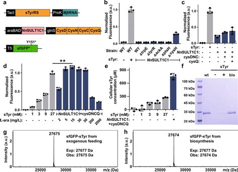 Generation Of Completely Autonomous Styr Synthesizing E Coli A