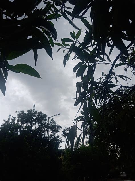 Infinite Value Struck By Things And Actions A Tree Moving Clouds Darkening Wind Blowing A