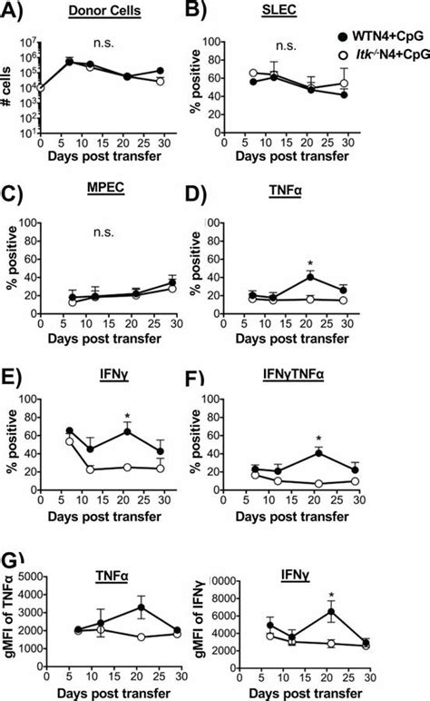 Inflammation Negatively Regulates Memory Precursor Effector Cell Download Scientific Diagram
