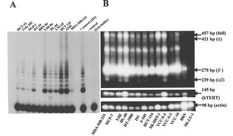 A Telomerase Activity Of Each Cell Line As Determined By Conventional Download Scientific