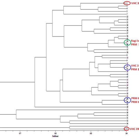 Upgma Cluster Analysis From Dna Band Fingerprints Obtained By Pcr With