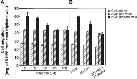 Effect Of Inhibitor Pd98059 And Dominant Negative Dn Ras Variant On