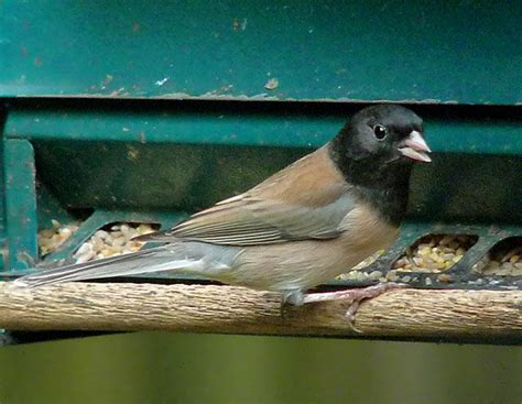 National Bird Feeding Month — Audubon Park