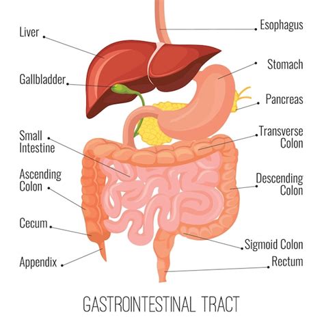 Flatulence Is Caused By Digestion What The Iss Says About Intestinal Gas