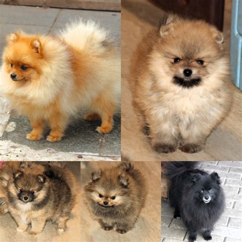 Подмосковье Девочка шпица возраст 11 месяцев малая Мальчик возраст 8 месяцев миниатюра