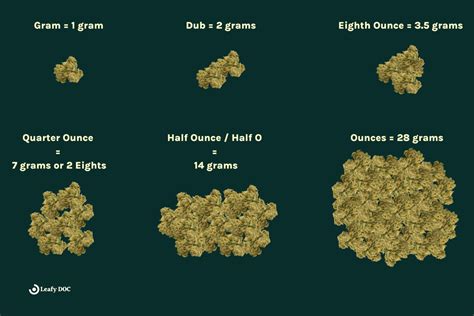 A Comprehensive Guide To Cannabis Measurements Leafy Doc