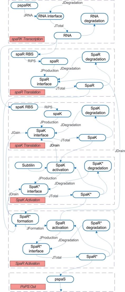 An Overview Of The Complete Cellml Model Of The Subtilin Receiver