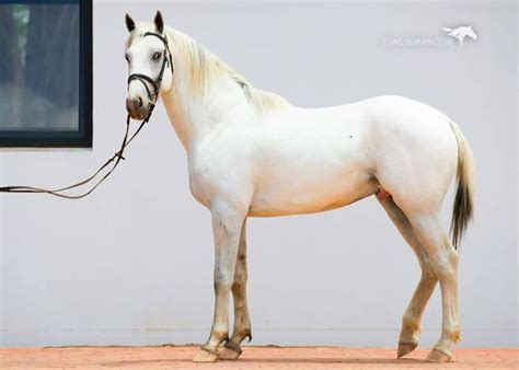 Two Moons Gunsmoke In 2024 Joseph Dreams Appaloosa Horses