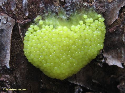 Slime Molds Trouts Notes