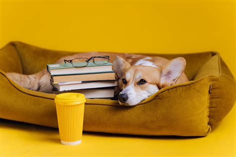 똑똑하고 피곤한 웨일스 어 Corgi Pembroke는 노란색 스튜디오 배경에 책과 종이 컵이 쌓인 개 침대에 누워있는 안경을 쓰고 있습니다 가장 인기있는 개 품종 광고