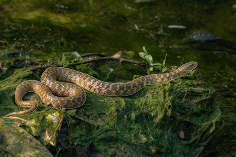 sojib hossain posted on linkedin