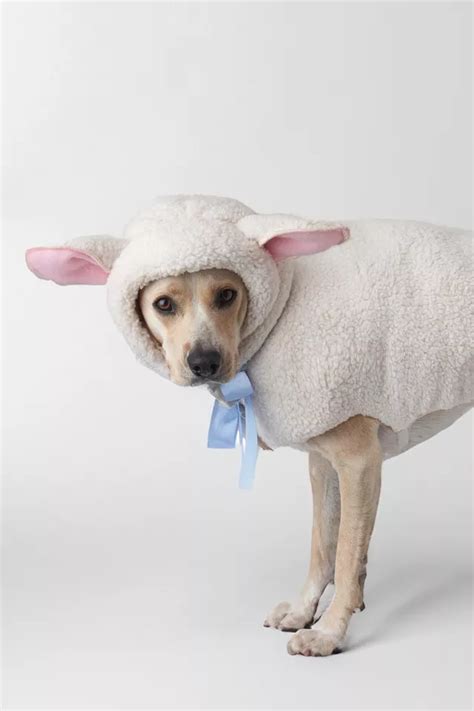 Sheep Halloween Pet Costume Urban Outfitters