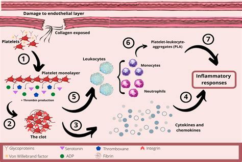 Scielo Brasil Immunothrombosis And Its Underlying Biological