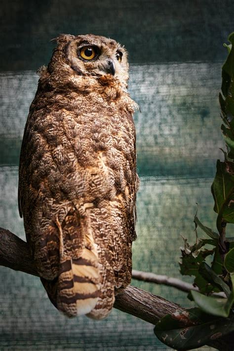 Animal Zoo And Tree With Owl In Nature For Environment Wildlife And