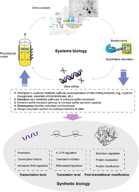 Systems And Synthetic Biology Guide To The Metabolic Engineering Of