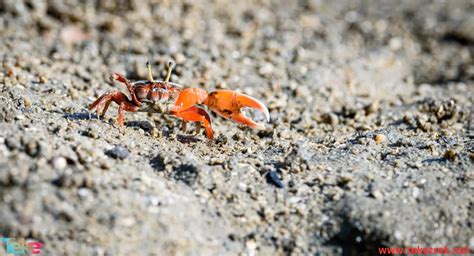 Everything You Need To Know About The Fiddler Crab Appearance Diet