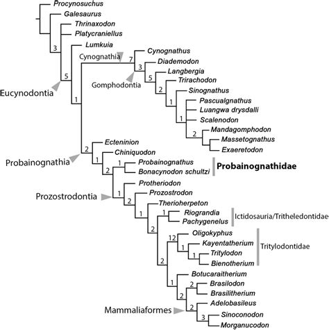 Phylogenetic Analysis Strict Consensus Tree L 450 Ci 47 Ri Download Scientific