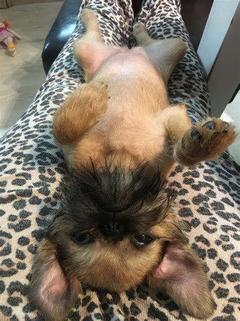 Didi ♀ Mustachefox Cz