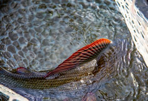 Winter Grayling Tactics A Quick Guide The Wading List