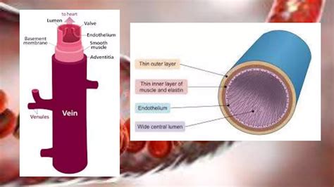Cardiovascular System Parts And Function Ppt