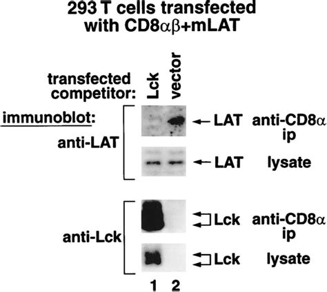 Overexpression Of Lck Inhibits Cd8 Lat Association In 293t Cells 293t Download Scientific