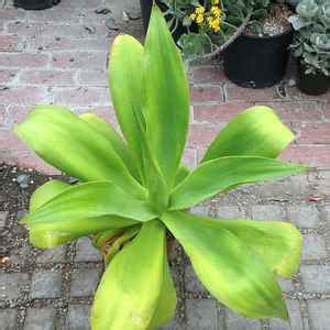 Agave Ellemeetiana Satina At San Marcos Growers