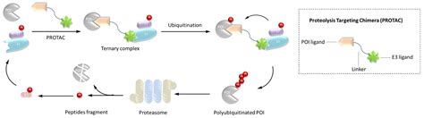 Proteolysis Targeting Chimeras For Drug Targeted Protein Research