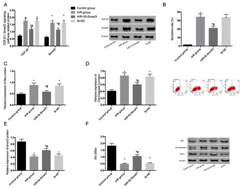 Figure A Inhibition Of Tgf β 1 Smad3 Signaling Pathway Related Protein Download Scientific