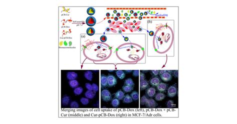 Zwitterionic Polymer Micelles With Dual Conjugation Of Doxorubicin And Curcumin Synergistically