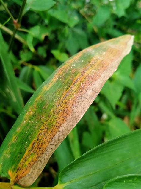 Rust Disease Is A Group Of Plant Diseases Caused By Fungi Stock Image