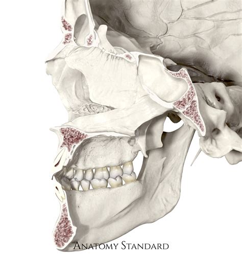 Anatomy Standard Drawing Nasal Cavity Sagittal Cut No Labels