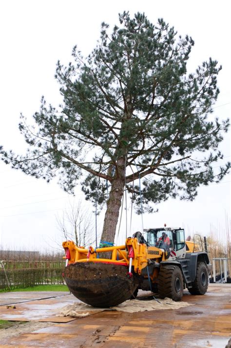 Tree Transplanters Damcon Tree Nursery Equipment