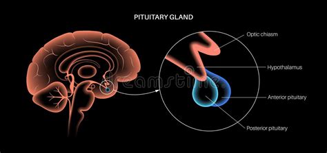 Pituitary Gland Optic Chiasm Stock Illustrations 30 Pituitary Gland