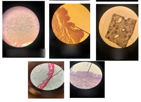 Tissue Lab Slides Part 2 Diagram Quizlet