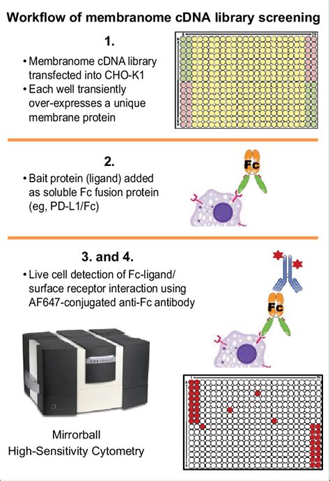 Genomic Library Screening