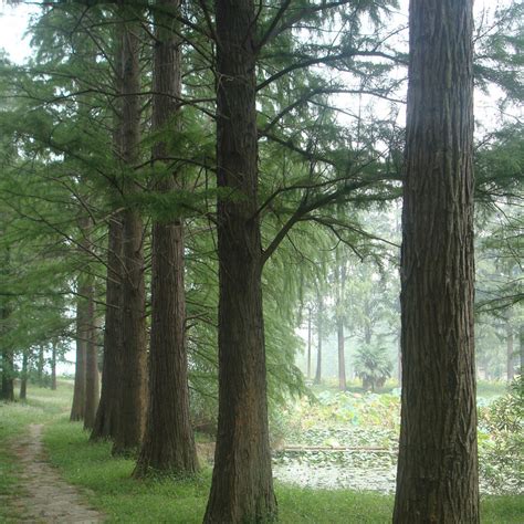 杉树子 百度百科