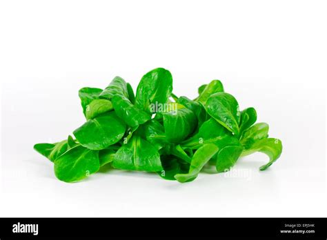 Rapunzel Salad Hi Res Stock Photography And Images Alamy