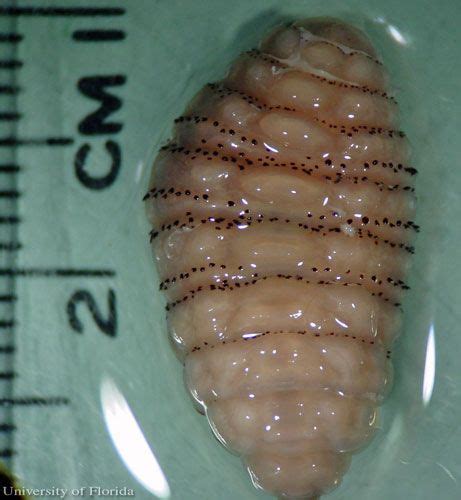 Flesh Eating Maggots Attack Aussie Couple Botfly Larvae Live Science