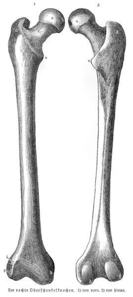 Femur Bone Anatomy Thigh Bone Femur Vet Anatomy Imaios